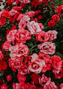 Nature Breaks All The “No No” Color Combo Rules… Why Shouldn’t You ...